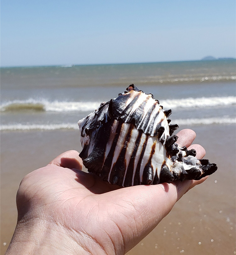 Baduglobal.ro 12-13 cm carapace de caracolai super mare zebra neagra ...