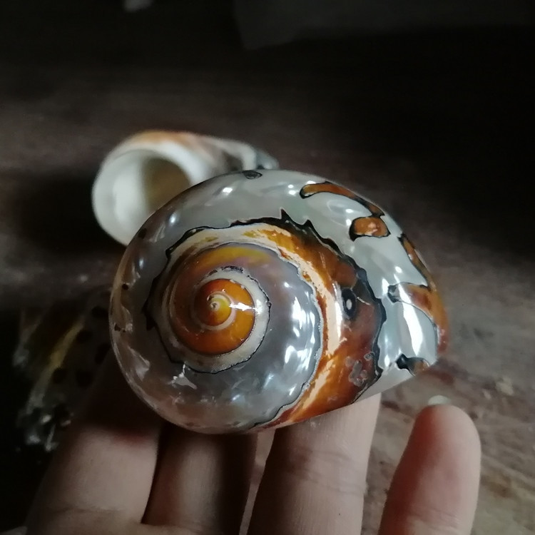 Badu.bg Natural Conch SeaShells South Africa Rong Snails Aquarium ...