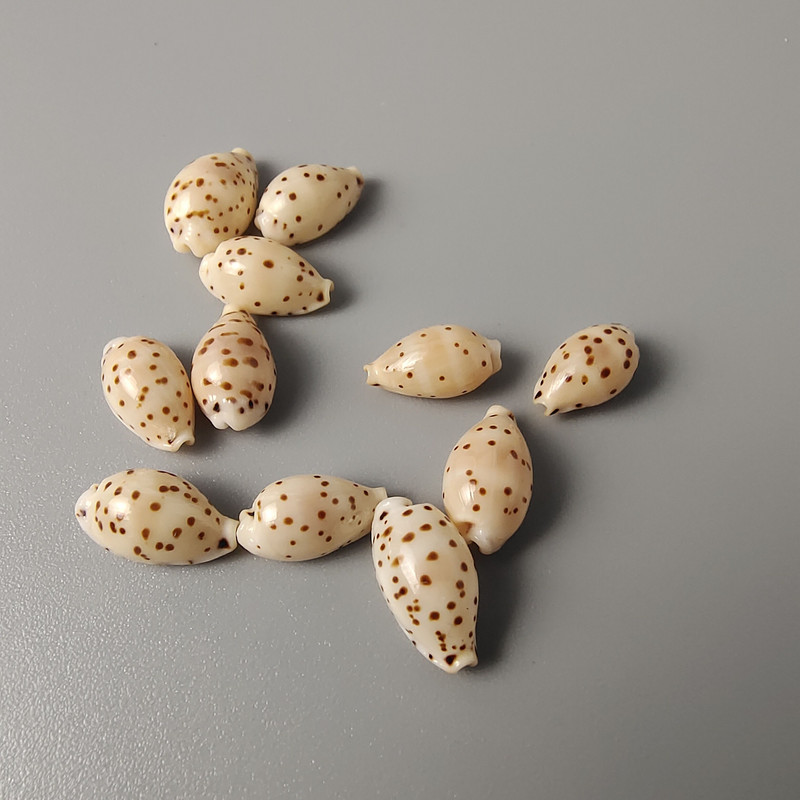 Badu.bg Раковина Морски заек Колекция от екземпляри от морска звезда ...