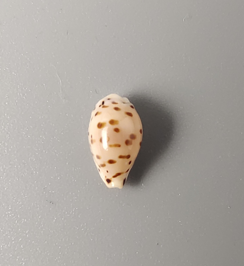 Badu.bg Раковина Морски заек Колекция от екземпляри от морска звезда ...