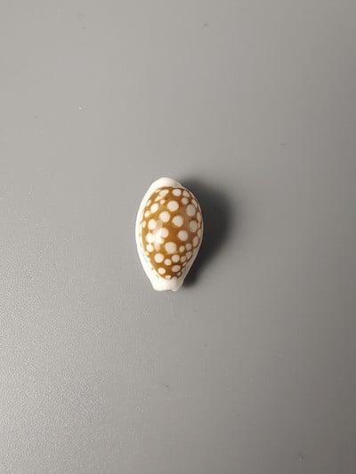 Badu.bg Колекция от екземпляри от морски заек и морски звезди Cypraea ...